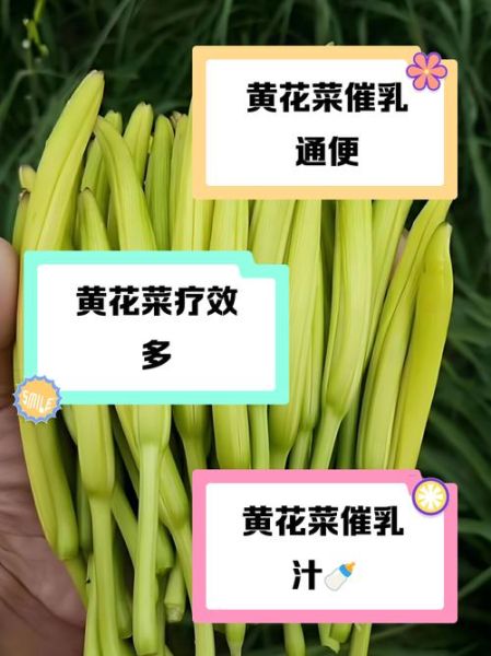 黄花菜怎么吃下奶_黄花菜下奶做法大全-第3张图片-山城妙识 黄花菜怎么吃下奶_黄花菜下奶做法大全-第3张图片-山城妙识