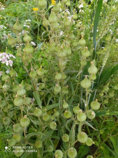 面条菜种子怎么种_面条菜种子图片识别-第2张图片-山城妙识 面条菜种子怎么种_面条菜种子图片识别-第2张图片-山城妙识