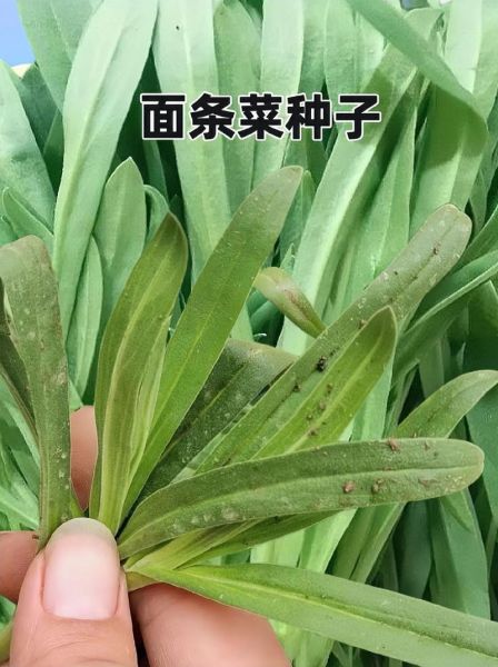 面条菜种子怎么种_面条菜种子图片识别-第1张图片-山城妙识 面条菜种子怎么种_面条菜种子图片识别-第1张图片-山城妙识