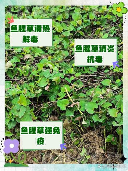 鱼腥草煮水能天天喝吗_鱼腥草煮水的功效与作用-第1张图片-山城妙识