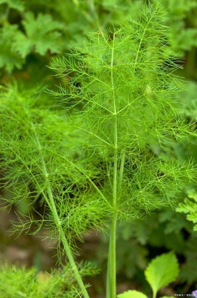 茴香长什么样_茴香的图片怎么辨认-第1张图片-山城妙识