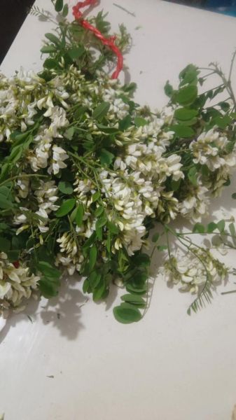 洋槐花的功效与作用禁忌_什么人不能吃-第3张图片-山城妙识 洋槐花的功效与作用禁忌_什么人不能吃-第3张图片-山城妙识