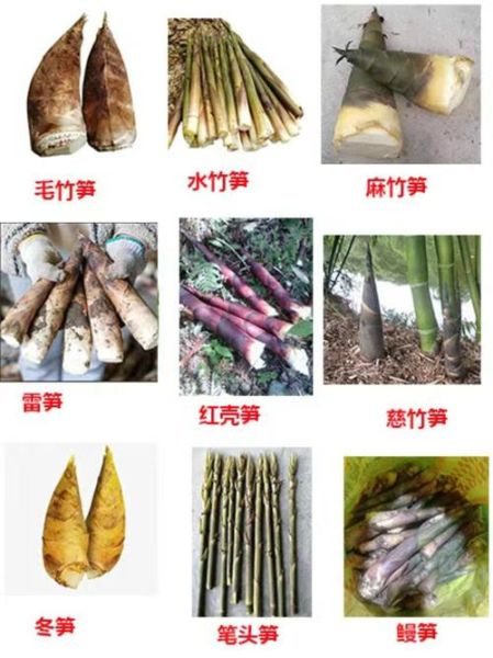 食用笋的种类有哪些_如何区分春笋冬笋-第1张图片-山城妙识 食用笋的种类有哪些_如何区分春笋冬笋-第1张图片-山城妙识