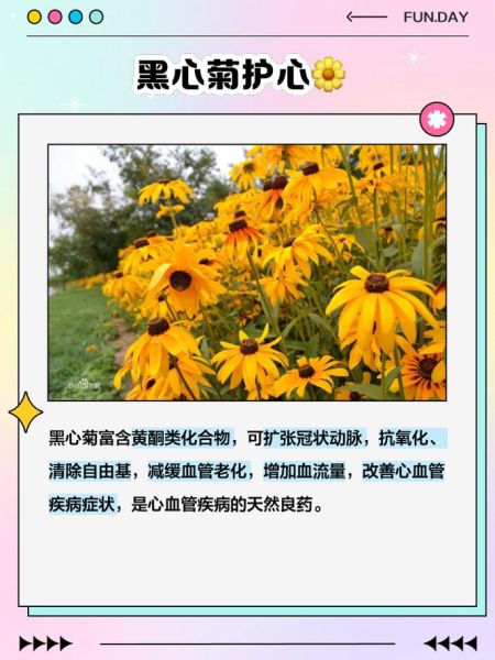 黑心菊怎么养_黑心菊有毒吗-第1张图片-山城妙识 黑心菊怎么养_黑心菊有毒吗-第1张图片-山城妙识