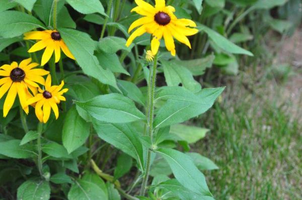 黑心菊怎么养_黑心菊有毒吗-第2张图片-山城妙识 黑心菊怎么养_黑心菊有毒吗-第2张图片-山城妙识