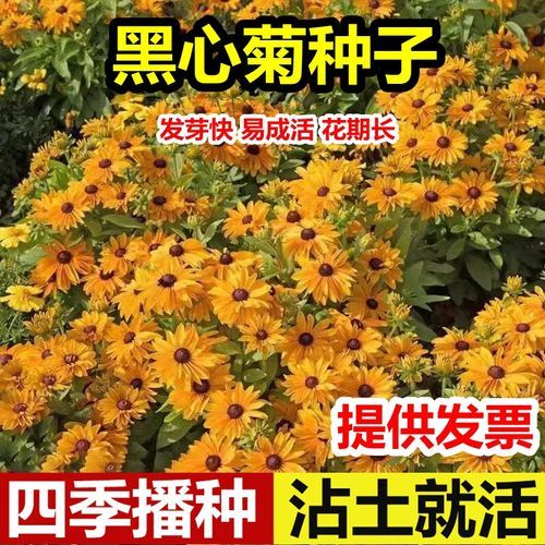 黑心菊怎么养_黑心菊有毒吗-第3张图片-山城妙识 黑心菊怎么养_黑心菊有毒吗-第3张图片-山城妙识
