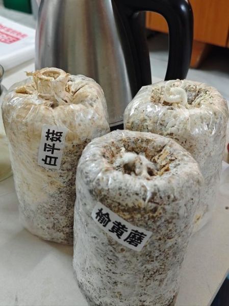 蘑菇种植技术视频_如何在家种蘑菇-第2张图片-山城妙识 蘑菇种植技术视频_如何在家种蘑菇-第2张图片-山城妙识