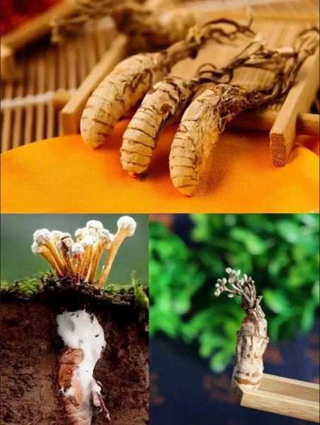 金蝉花有什么功效_金蝉花怎么吃效果最好-第3张图片-山城妙识 金蝉花有什么功效_金蝉花怎么吃效果最好-第3张图片-山城妙识