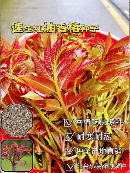 香椿种子怎么种_香椿种子多少钱一斤-第1张图片-山城妙识 香椿种子怎么种_香椿种子多少钱一斤-第1张图片-山城妙识