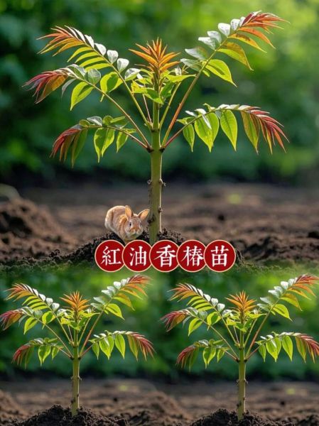 香椿种子怎么种_香椿种子多少钱一斤-第2张图片-山城妙识 香椿种子怎么种_香椿种子多少钱一斤-第2张图片-山城妙识