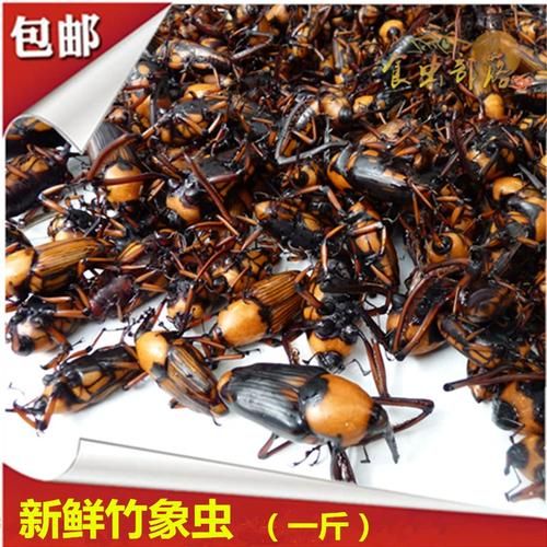 笋子虫长什么样子_笋子虫是害虫吗-第2张图片-山城妙识 笋子虫长什么样子_笋子虫是害虫吗-第2张图片-山城妙识