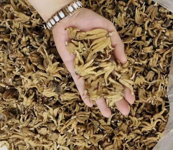 佛手参的功效与作用_佛手参怎么吃效果最好-第3张图片-山城妙识 佛手参的功效与作用_佛手参怎么吃效果最好-第3张图片-山城妙识