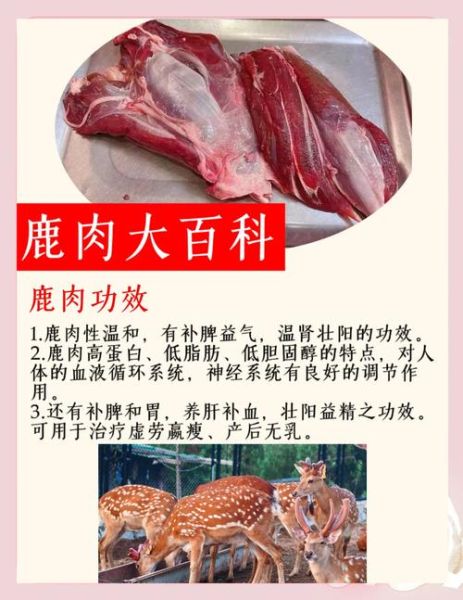 鹿肉的功效与作用_鹿肉怎么吃最补气血-第3张图片-山城妙识 鹿肉的功效与作用_鹿肉怎么吃最补气血-第3张图片-山城妙识