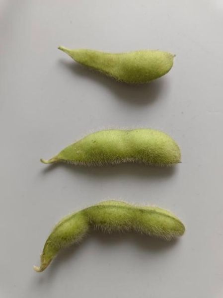 水煮毛豆怎么煮_水煮毛豆要煮多久-第3张图片-山城妙识 水煮毛豆怎么煮_水煮毛豆要煮多久-第3张图片-山城妙识