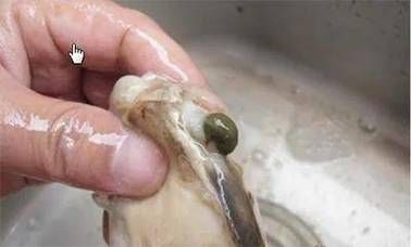 野生河蚌吃了会死人吗_野生河蚌中毒症状-第1张图片-山城妙识 野生河蚌吃了会死人吗_野生河蚌中毒症状-第1张图片-山城妙识