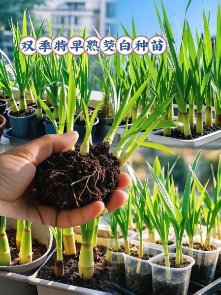 茭白种植一亩能收多少钱_茭白种植成本与利润分析-第3张图片-山城妙识 茭白种植一亩能收多少钱_茭白种植成本与利润分析-第3张图片-山城妙识