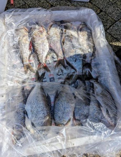 抚远鳇鱼多少钱一斤_正宗抚远鳇鱼价格-第2张图片-山城妙识 抚远鳇鱼多少钱一斤_正宗抚远鳇鱼价格-第2张图片-山城妙识