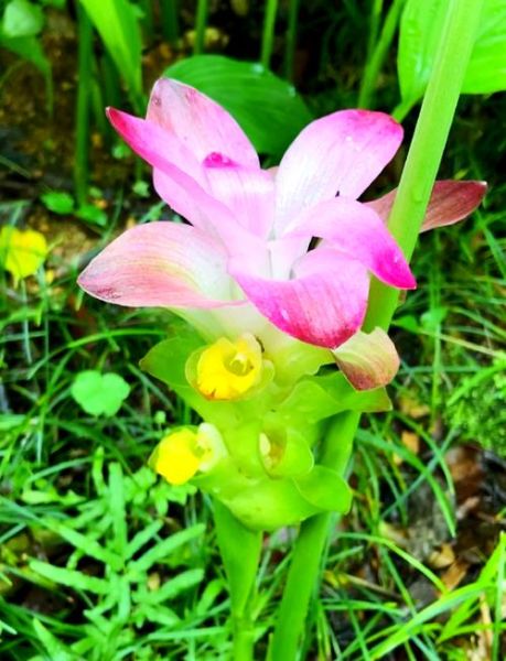 莪术的功效与作用及禁忌_莪术能长期服用吗-第3张图片-山城妙识