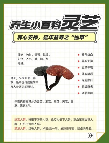 灵芝的正确吃法是什么_灵芝怎么吃效果最好-第2张图片-山城妙识 灵芝的正确吃法是什么_灵芝怎么吃效果最好-第2张图片-山城妙识