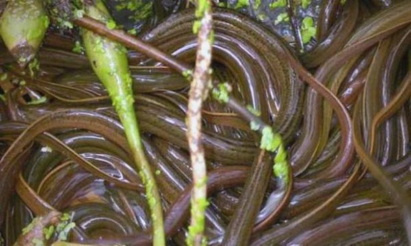 水泥池养黄鳝怎么建_黄鳝水泥池养殖技术要点-第3张图片-山城妙识 水泥池养黄鳝怎么建_黄鳝水泥池养殖技术要点-第3张图片-山城妙识