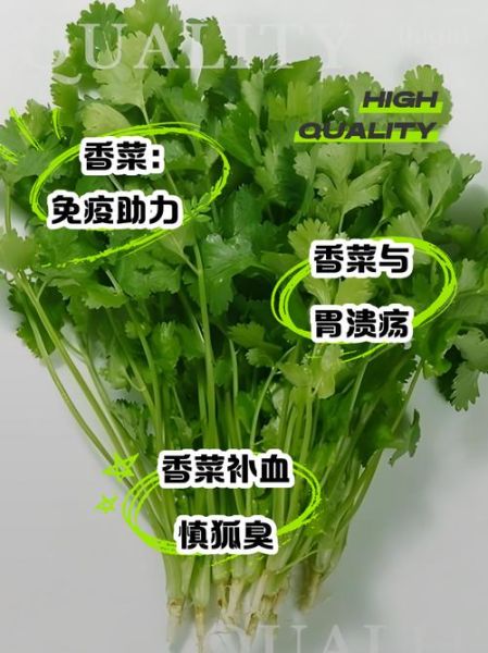 香菜的功效与作用_香菜吃多了有什么害处-第2张图片-山城妙识 香菜的功效与作用_香菜吃多了有什么害处-第2张图片-山城妙识