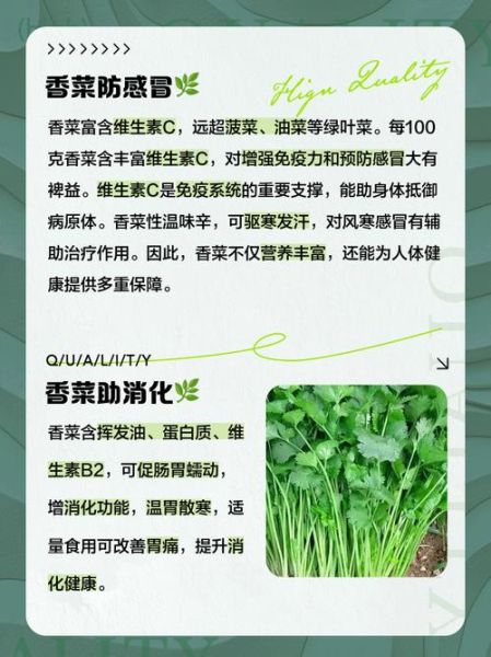 香菜的功效与作用_香菜吃多了有什么害处-第1张图片-山城妙识 香菜的功效与作用_香菜吃多了有什么害处-第1张图片-山城妙识