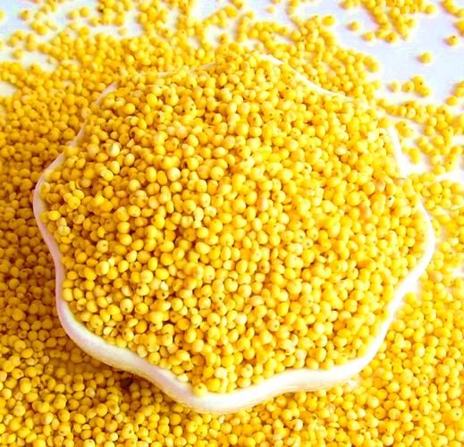 黍米是什么_黍米和小米的区别-第3张图片-山城妙识 黍米是什么_黍米和小米的区别-第3张图片-山城妙识