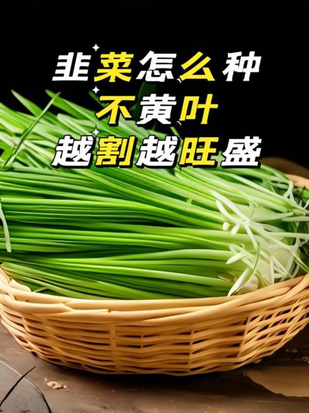 割韭菜薅羊毛是什么意思_如何避免被割韭菜-第1张图片-山城妙识 割韭菜薅羊毛是什么意思_如何避免被割韭菜-第1张图片-山城妙识