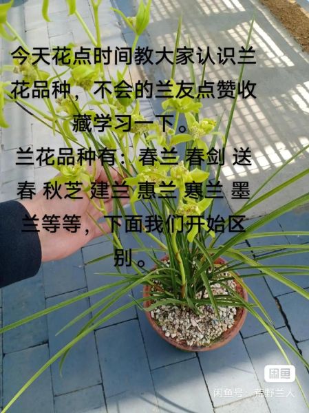 兰花图片大全大图_如何挑选高清兰花图-第1张图片-山城妙识 兰花图片大全大图_如何挑选高清兰花图-第1张图片-山城妙识