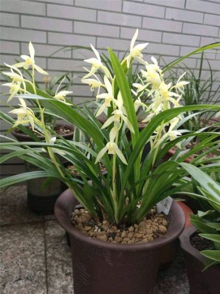 兰花图片大全大图_如何挑选高清兰花图-第2张图片-山城妙识 兰花图片大全大图_如何挑选高清兰花图-第2张图片-山城妙识