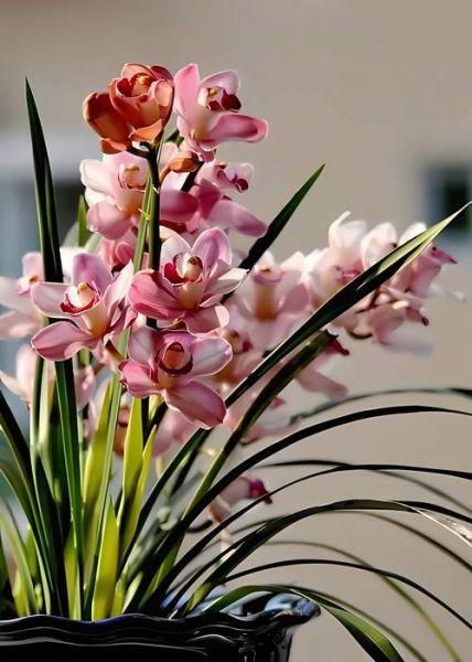 兰花图片大全大图_如何挑选高清兰花图-第3张图片-山城妙识 兰花图片大全大图_如何挑选高清兰花图-第3张图片-山城妙识