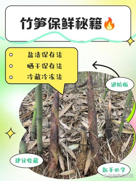新鲜竹笋怎么保存_新鲜竹笋可以冷冻吗-第3张图片-山城妙识 新鲜竹笋怎么保存_新鲜竹笋可以冷冻吗-第3张图片-山城妙识