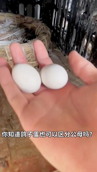鸽子蛋图片_如何分辨真假-第3张图片-山城妙识 鸽子蛋图片_如何分辨真假-第3张图片-山城妙识