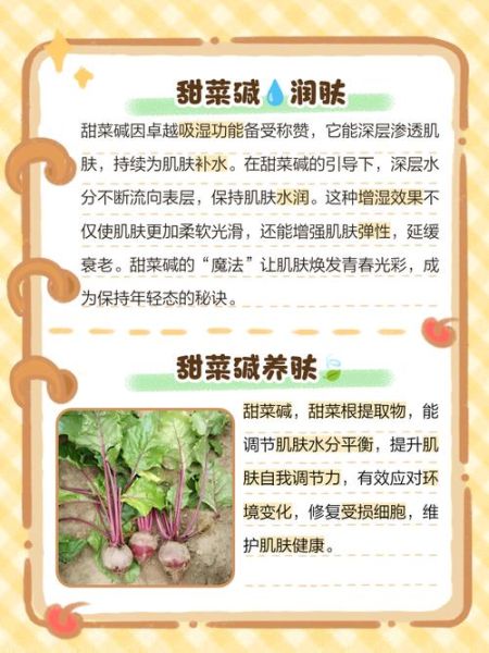 甜菜碱的功效与作用_甜菜碱的禁忌有哪些-第1张图片-山城妙识 甜菜碱的功效与作用_甜菜碱的禁忌有哪些-第1张图片-山城妙识