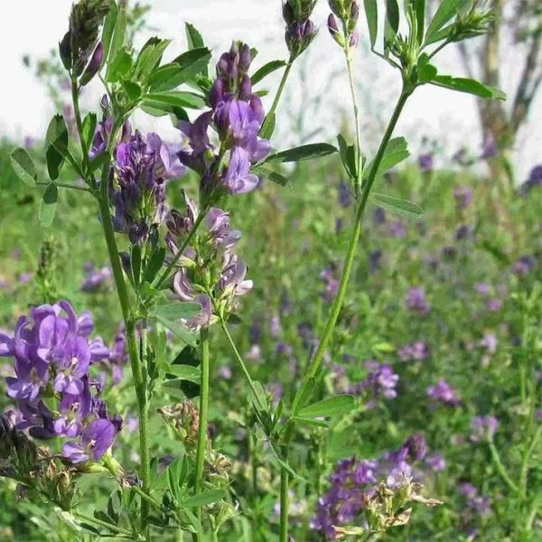 紫花苜蓿草种子怎么选_紫花苜蓿草种子价格多少-第2张图片-山城妙识 紫花苜蓿草种子怎么选_紫花苜蓿草种子价格多少-第2张图片-山城妙识