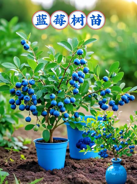 蓝莓适合什么气候_蓝莓种植区域有哪些-第2张图片-山城妙识 蓝莓适合什么气候_蓝莓种植区域有哪些-第2张图片-山城妙识