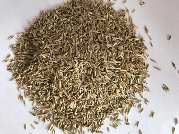 紫花苜蓿草种子怎么选_紫花苜蓿草种子价格多少-第3张图片-山城妙识 紫花苜蓿草种子怎么选_紫花苜蓿草种子价格多少-第3张图片-山城妙识