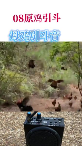 野山鸡叫声公鸡_野山鸡公鸡怎么叫-第1张图片-山城妙识 野山鸡叫声公鸡_野山鸡公鸡怎么叫-第1张图片-山城妙识