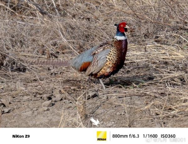 野山鸡叫声公鸡_野山鸡公鸡怎么叫-第2张图片-山城妙识 野山鸡叫声公鸡_野山鸡公鸡怎么叫-第2张图片-山城妙识