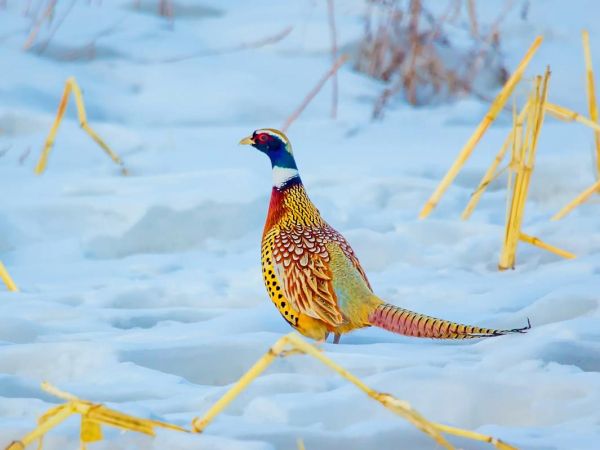 野山鸡叫声公鸡_野山鸡公鸡怎么叫-第3张图片-山城妙识 野山鸡叫声公鸡_野山鸡公鸡怎么叫-第3张图片-山城妙识