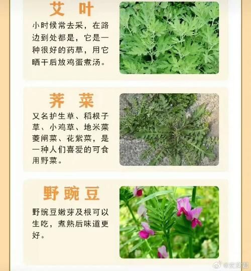 野菜有哪些品种_常见野菜种类大全-第3张图片-山城妙识