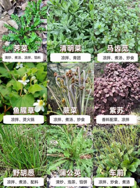 野菜有哪些品种_常见野菜种类大全-第2张图片-山城妙识