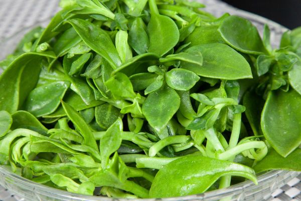 养心菜什么人不能吃_养心菜禁忌有哪些-第2张图片-山城妙识