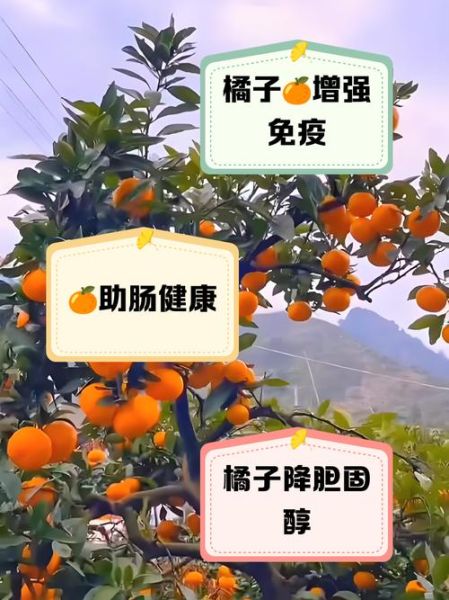 橘子有哪些功效与作用_橘子的营养价值高吗-第1张图片-山城妙识 橘子有哪些功效与作用_橘子的营养价值高吗-第1张图片-山城妙识