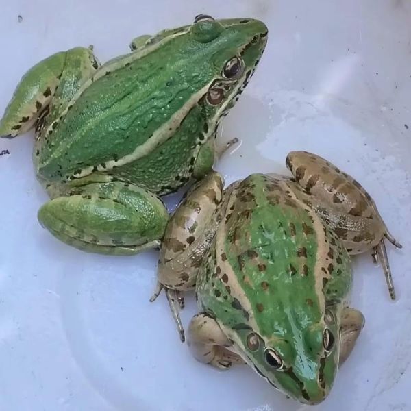 养二亩青蛙真实利润_一年能赚多少钱-第1张图片-山城妙识 养二亩青蛙真实利润_一年能赚多少钱-第1张图片-山城妙识