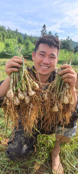 藠头的功效与作用及禁忌_什么人不能吃藠头-第2张图片-山城妙识 藠头的功效与作用及禁忌_什么人不能吃藠头-第2张图片-山城妙识