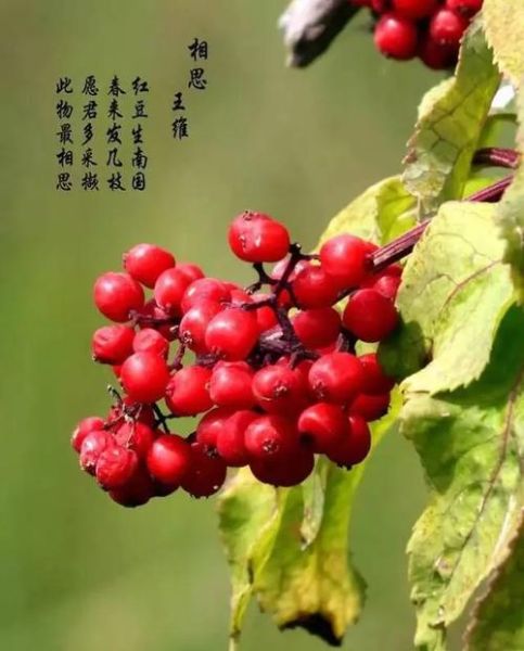 相思豆有毒吗_相思豆中毒症状-第1张图片-山城妙识