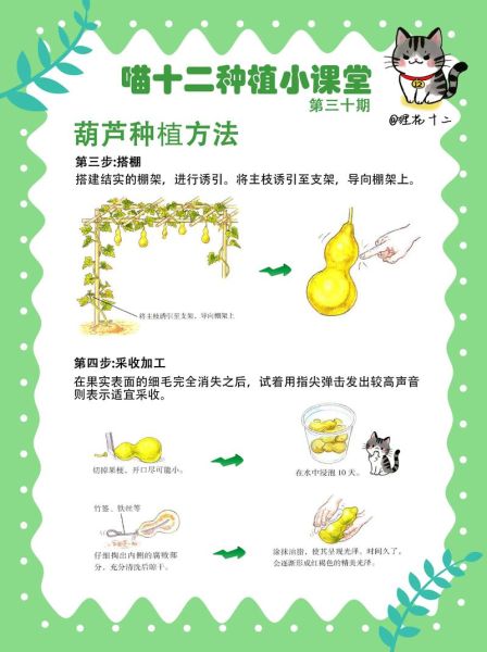 菜葫芦怎么种_菜葫芦什么时候种-第1张图片-山城妙识