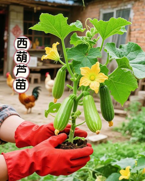 菜葫芦怎么种_菜葫芦什么时候种-第3张图片-山城妙识