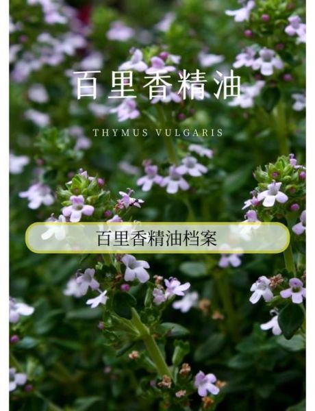 百里香图片_百里香功效与作用-第1张图片-山城妙识